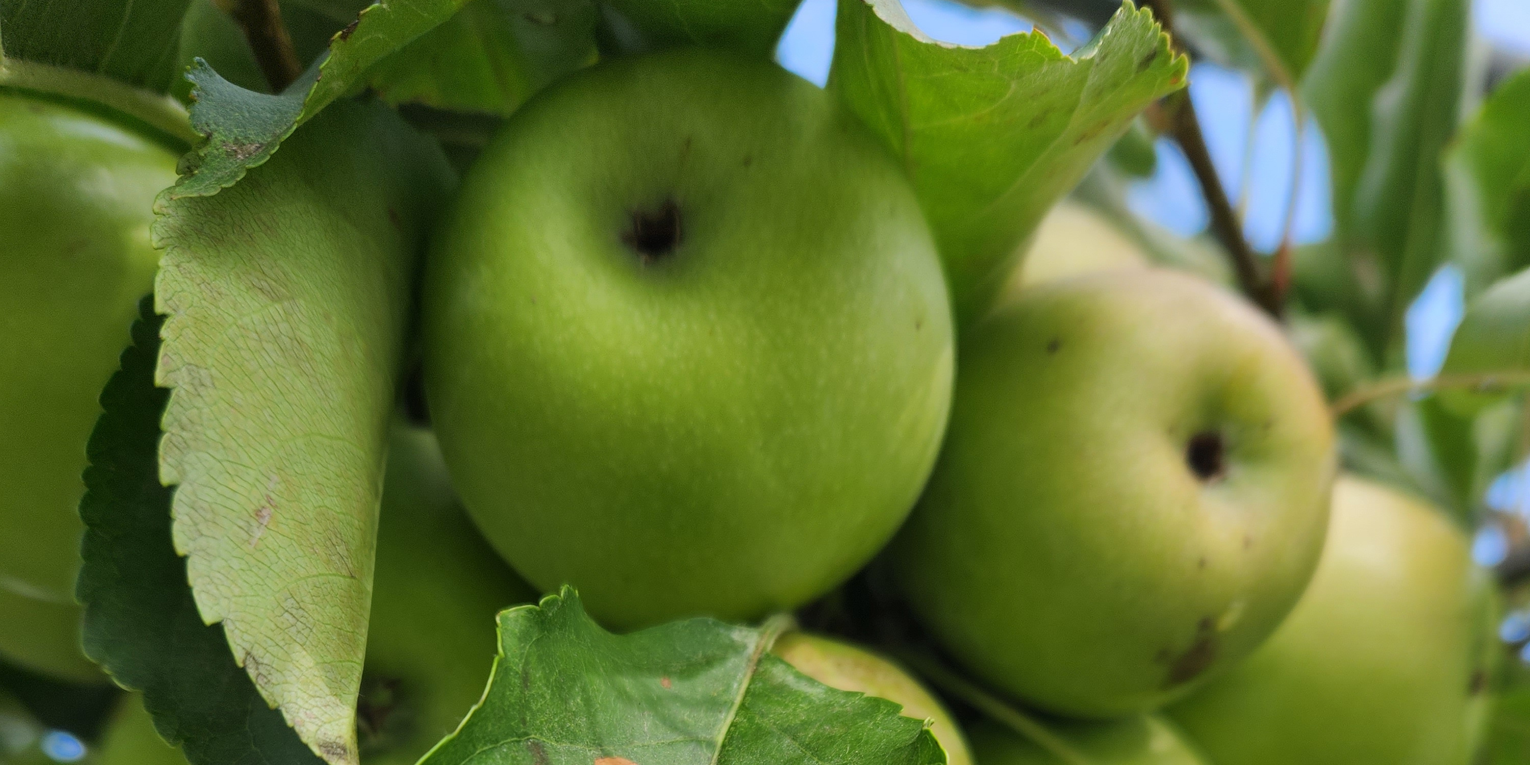 For the Love of Food | Cookaborough